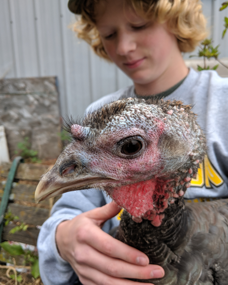 What's Going On at our Place, this Fall Edition - vomitingchicken.com