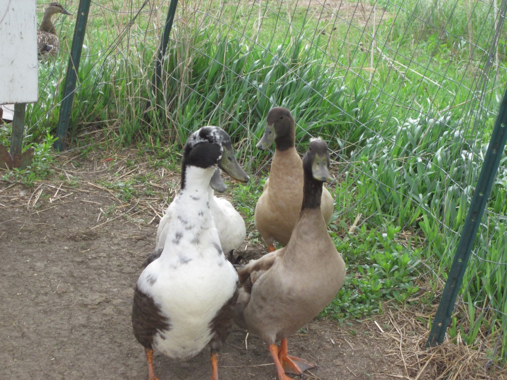 On the Risks of Shooting a Skunk in an Enclosed Area, the second part ...