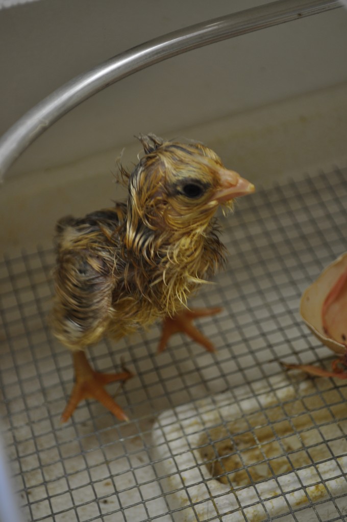 And About That Third Egg . . . - vomitingchicken.com