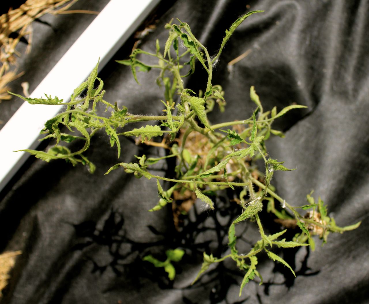 Herbicide Drift: Public Enemy #1 to your heirloom tomato plants ...