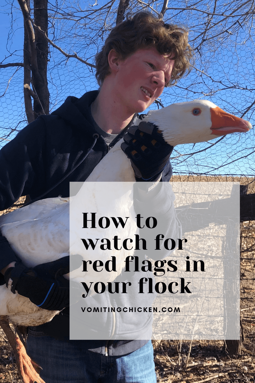 How to Eyeball your Flock Daily to watch for red flags ...