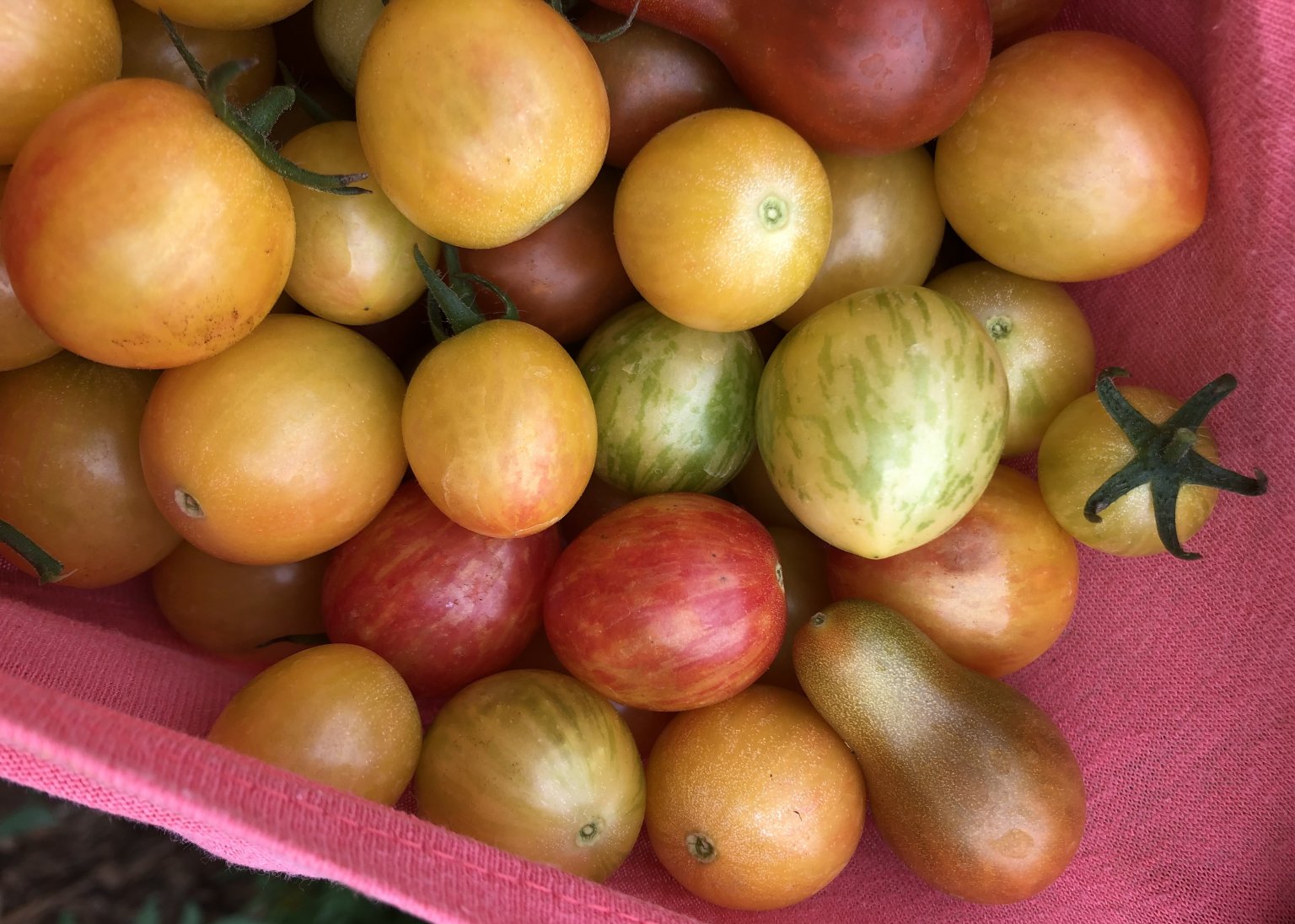 Fermented Cherry Tomatoes: ooh la la! - vomitingchicken.com