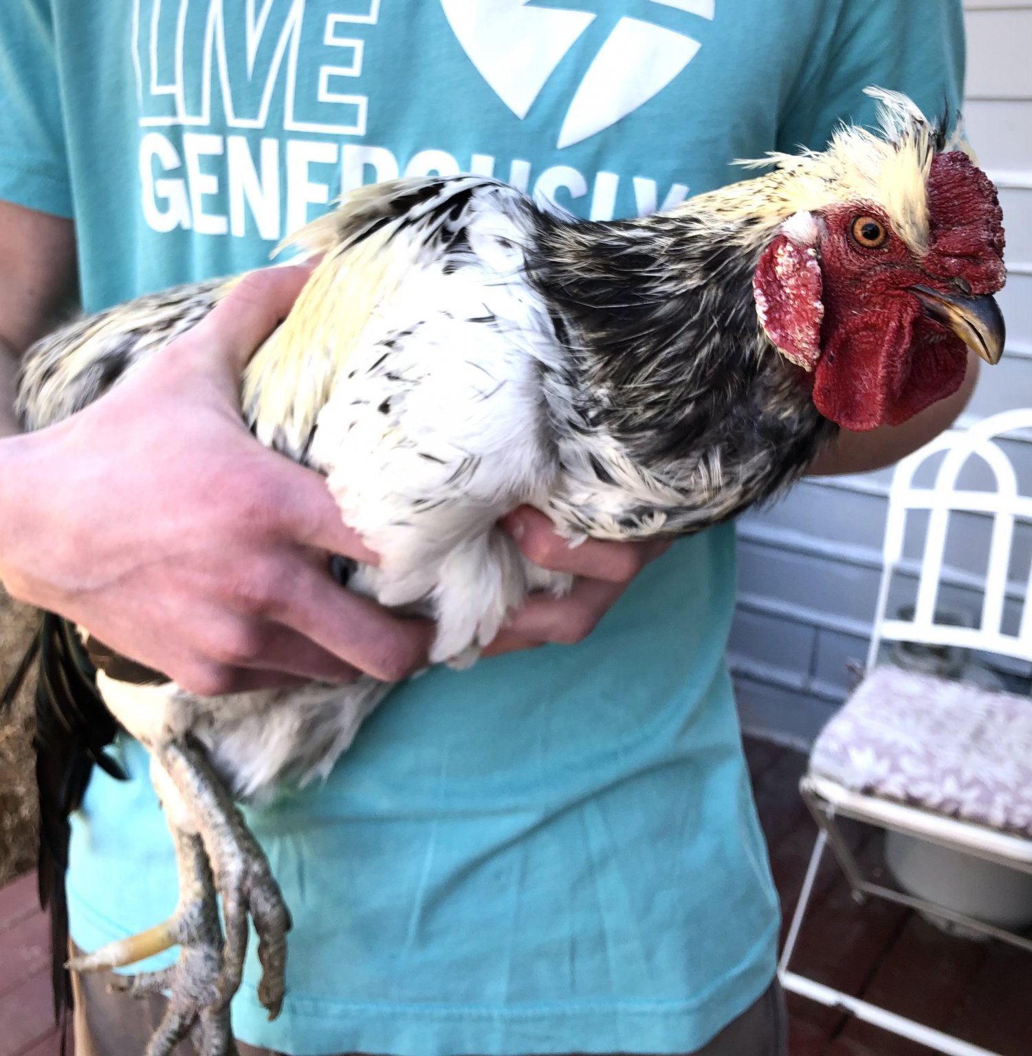 how (and when) to trim the spurs on your rooster: the right way ...