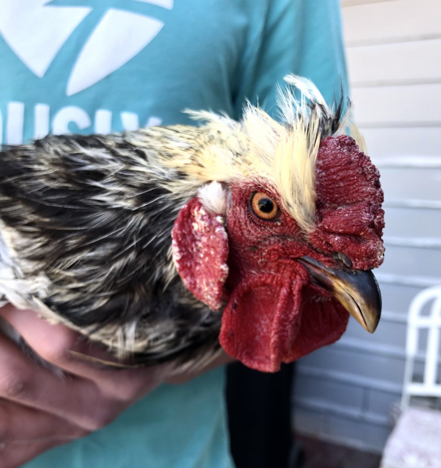 how (and when) to trim the spurs on your rooster: the right way ...