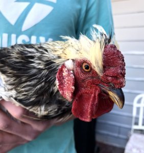 how (and when) to trim the spurs on your rooster: the right way ...