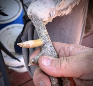 how (and when) to trim the spurs on your rooster: the right way ...