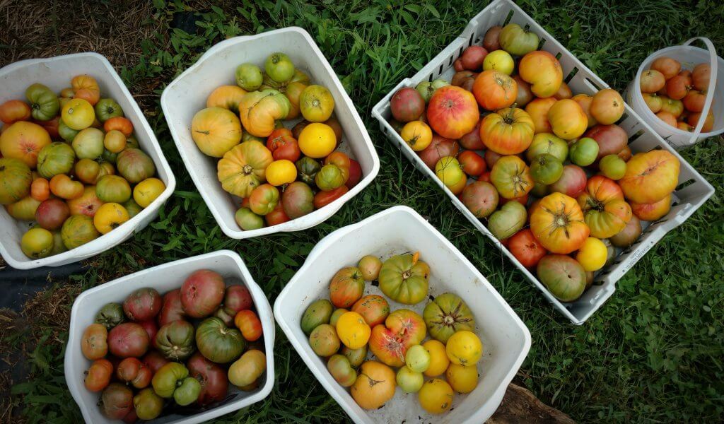 Tomato varieties that I'll grow again, cross my 'mater-pickin' heart ...