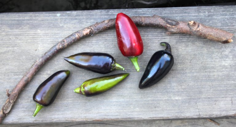 Make your own chili powder with dehydrated hot peppers ...