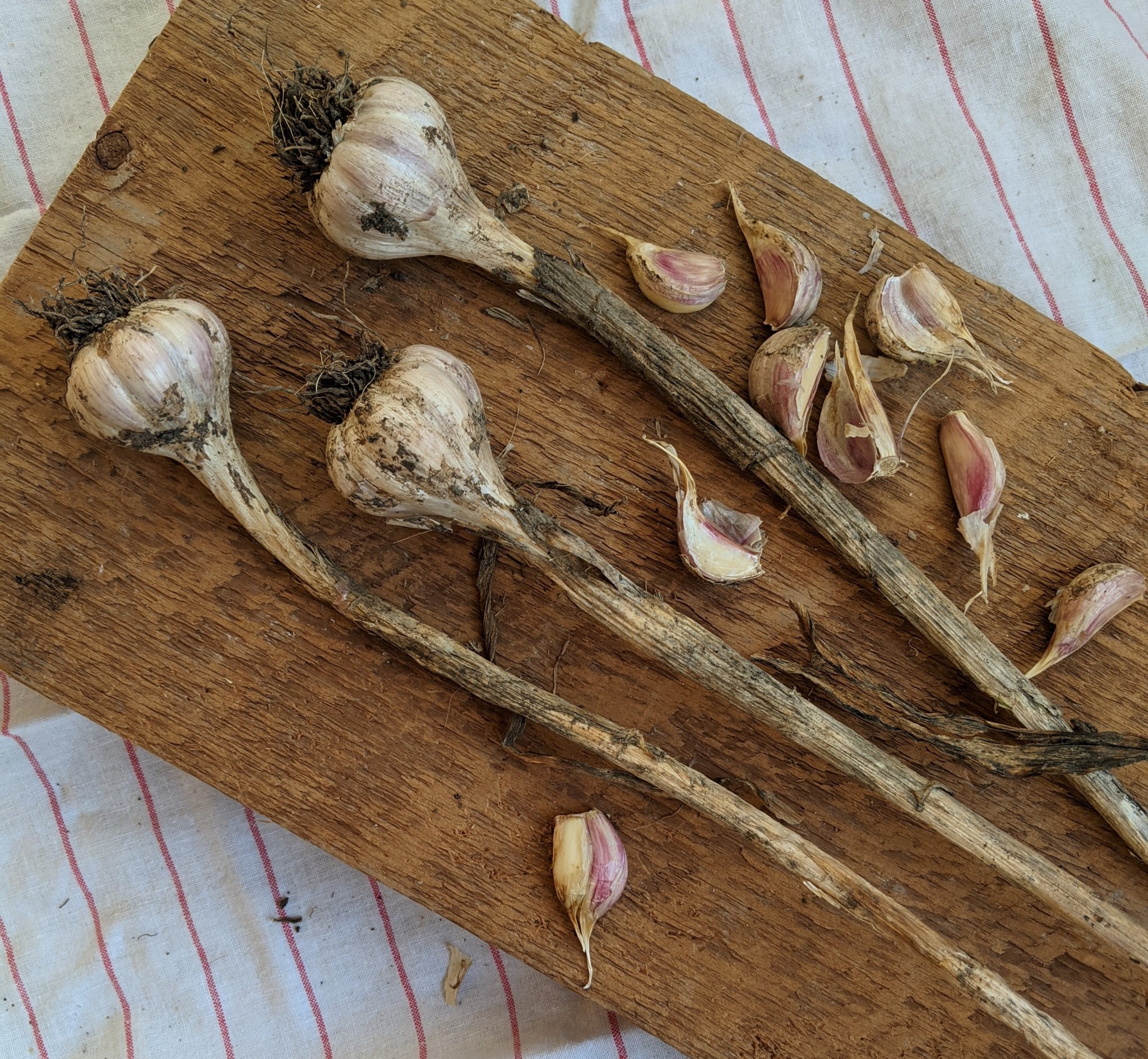 Grow your own garlic = Ask the Farm Lady & flash giveaway ...