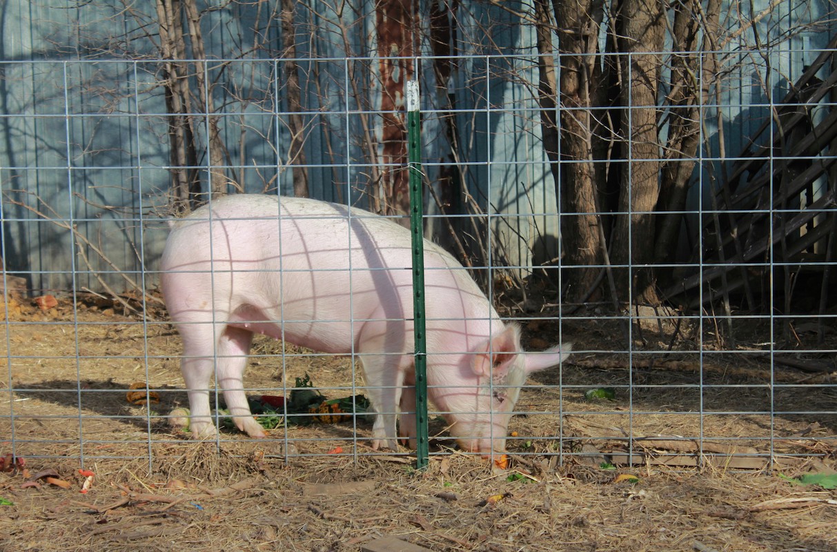 What's going on at our place this January: the skinny on the farm ...