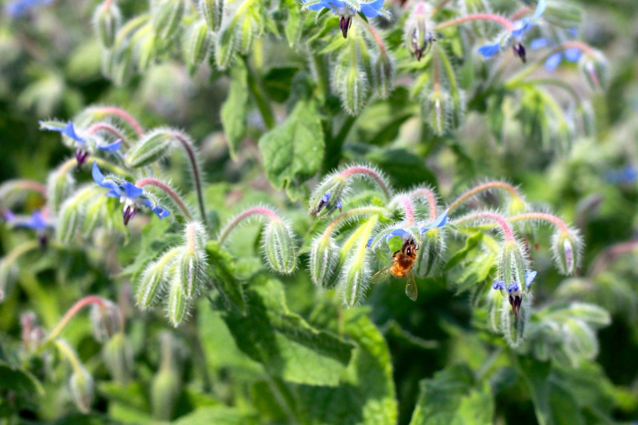 7 excellent reasons to plant borage in your garden: and free seeds ...