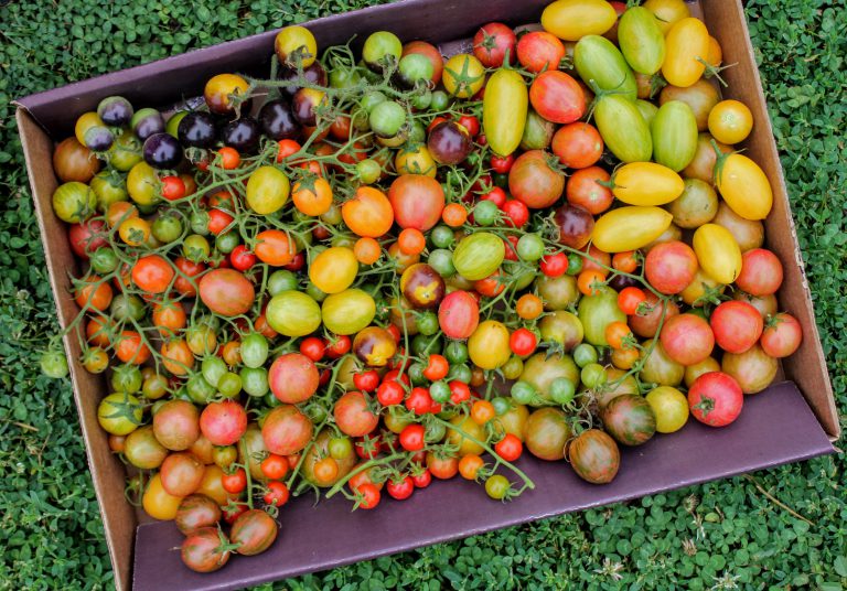 Day of Panic Sauteed Cherry Tomatoes in Butter & Herbs ...