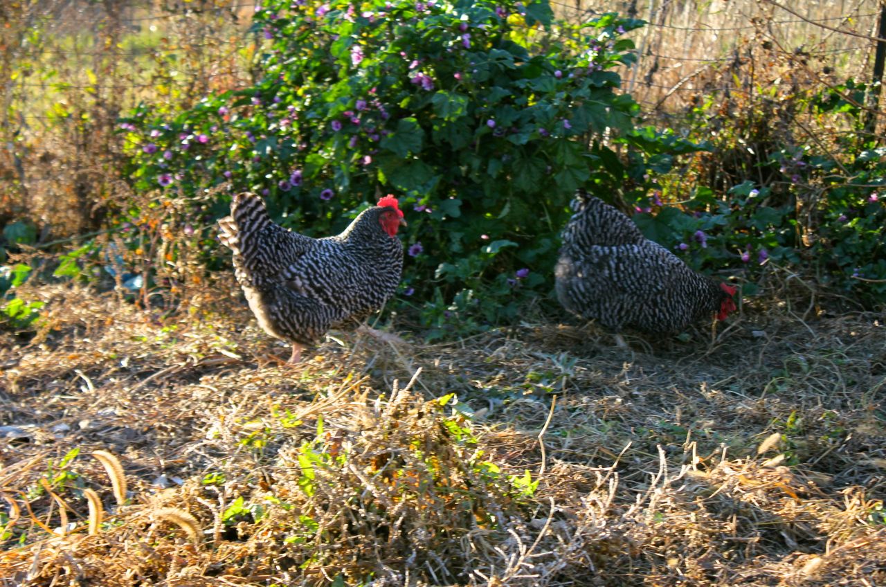 How to assemble an Emergency Care Kit for your chickens: be prepared ...