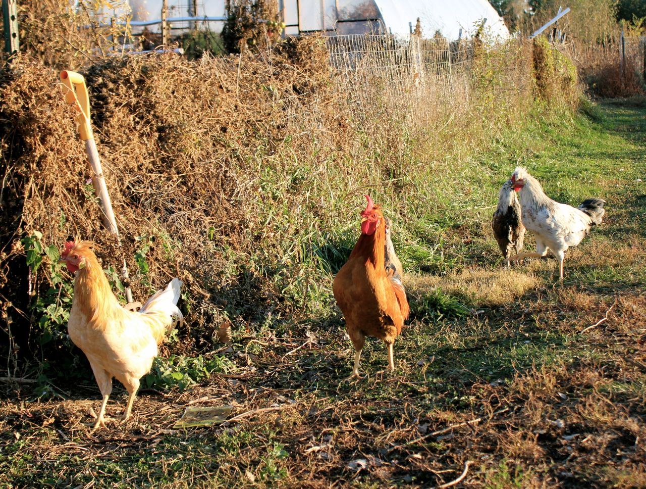 How to assemble an Emergency Care Kit for your chickens: be prepared ...