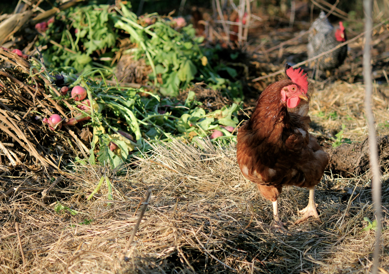 How to prepare your chicken yard for winter: make a deep litter taco ...
