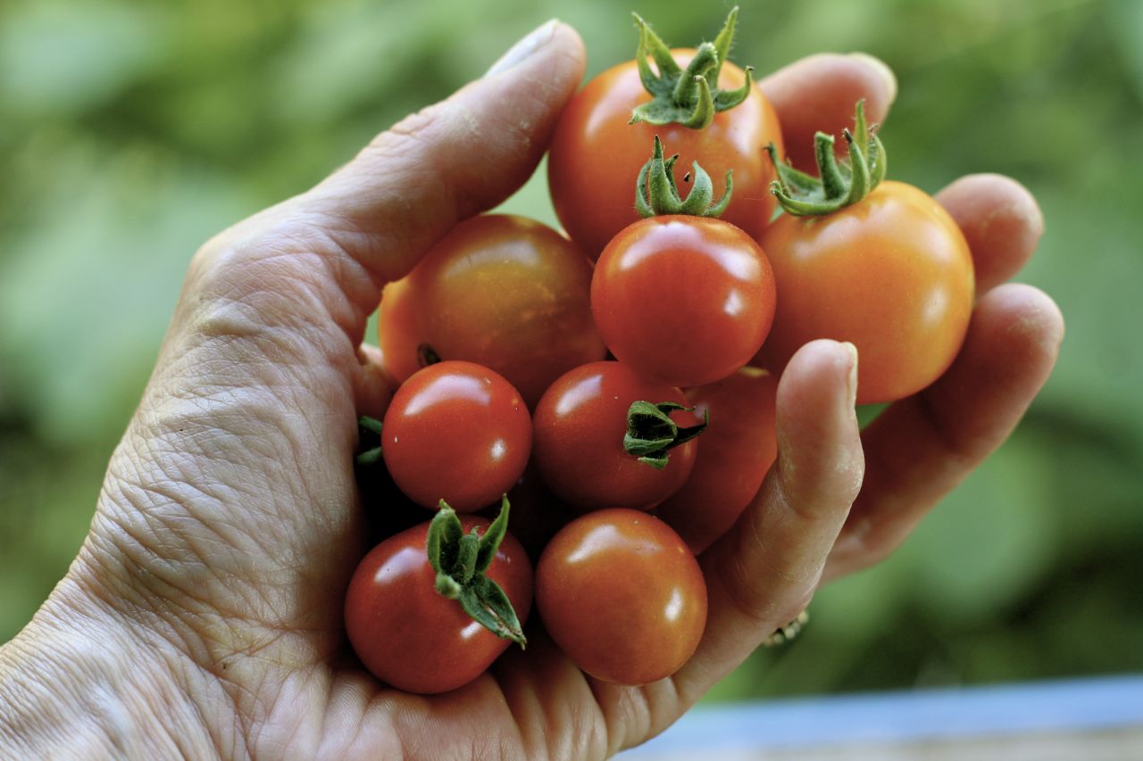 Make Roasted Cherry Tomato Pasta Sauce: It's a Cinch! - vomitingchicken.com