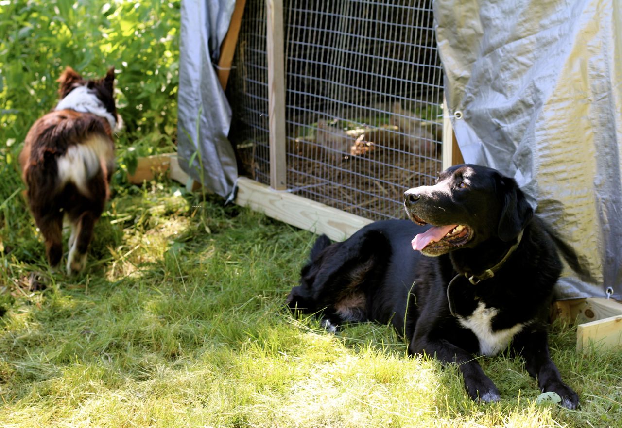 My New Chicken Tractor: brand new digs for the meat chooks ...