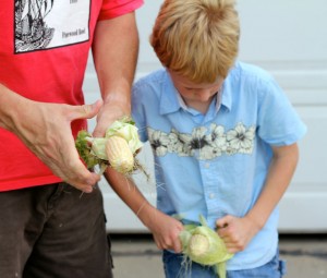 How to shuck sweet corn-fast!-from an ole' pro - vomitingchicken.com