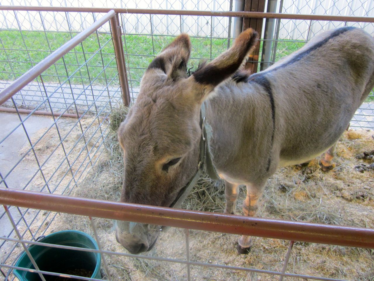 End of Summer: Fun at the Fair - vomitingchicken.com