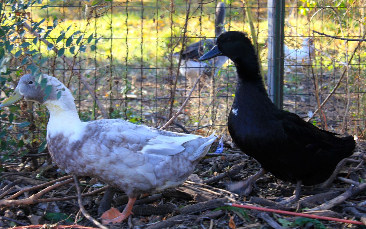 Ducks! - vomitingchicken.com