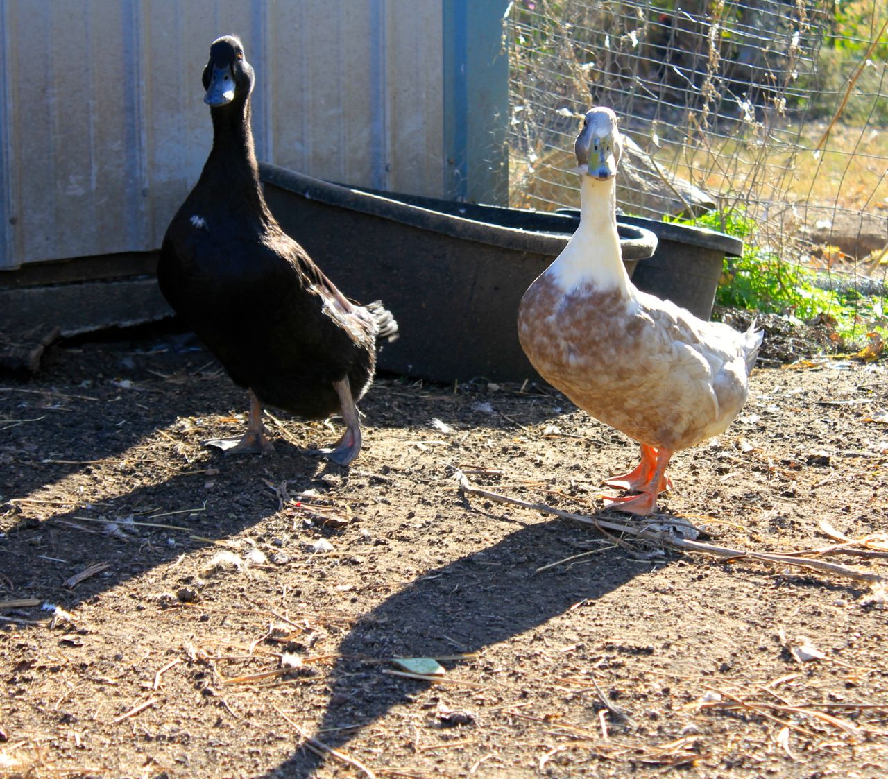 Ducks! - vomitingchicken.com