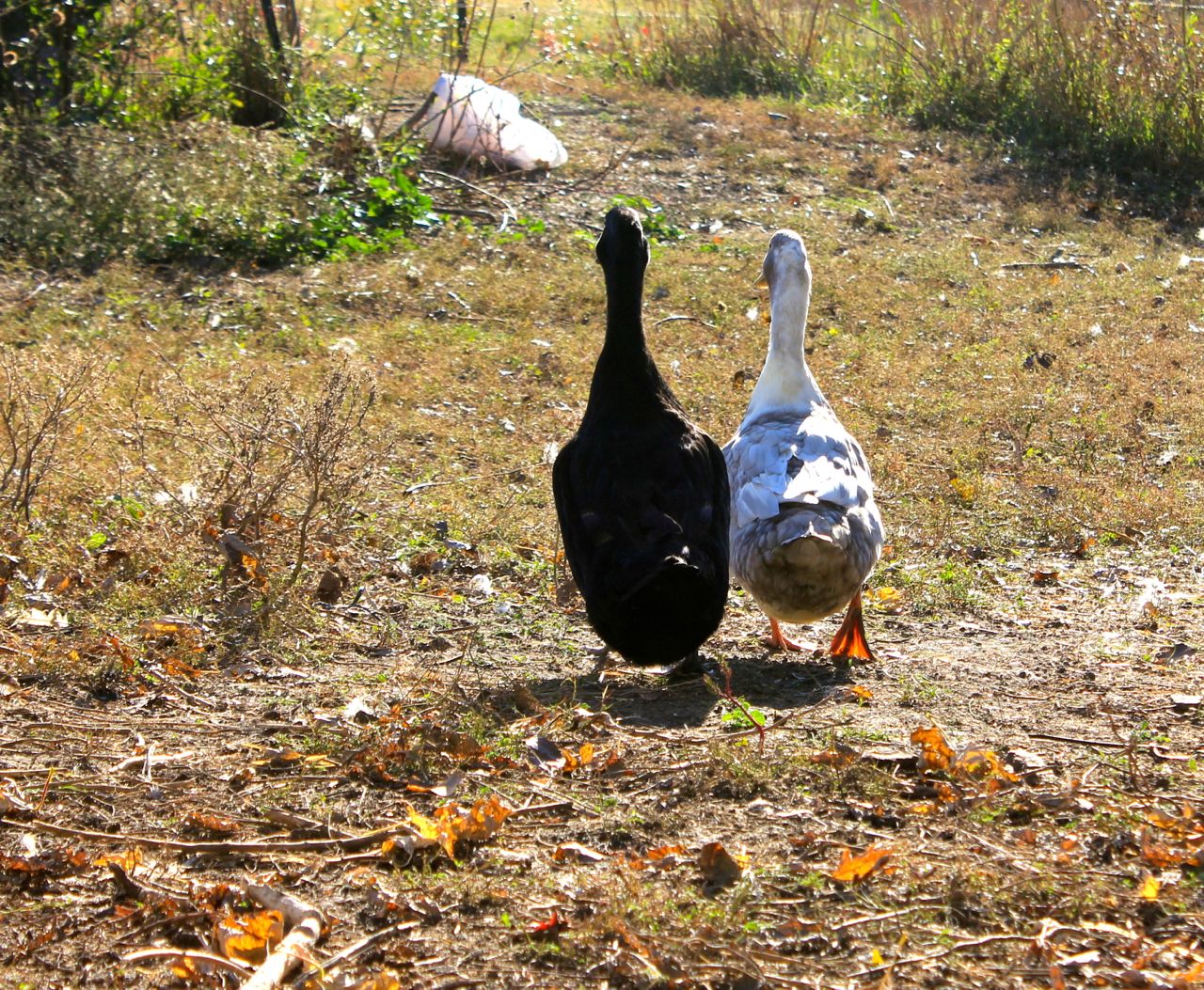 Ducks! - vomitingchicken.com