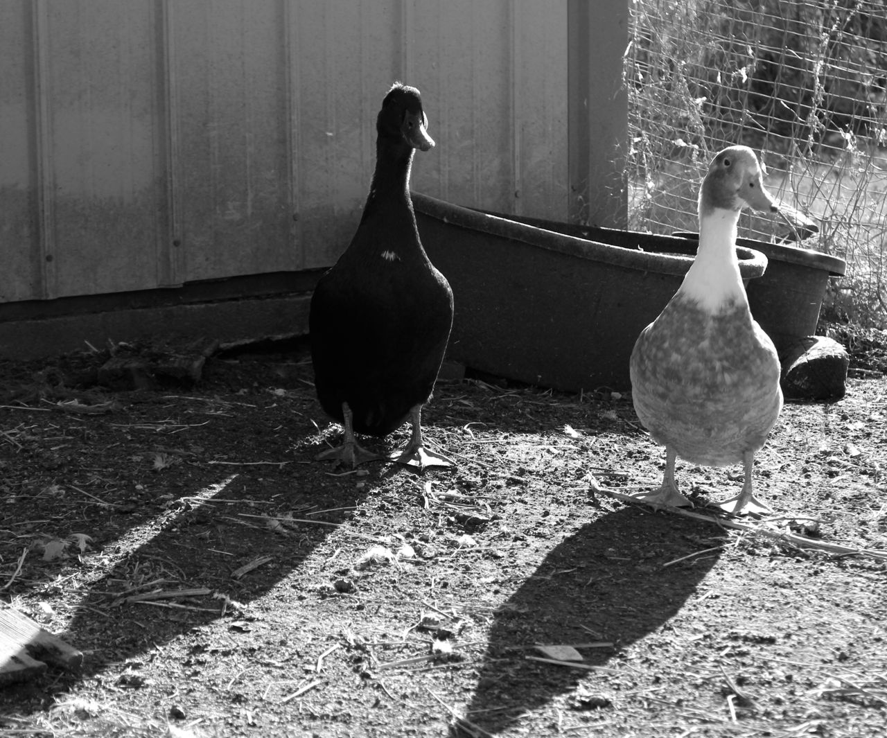 Ducks! - vomitingchicken.com