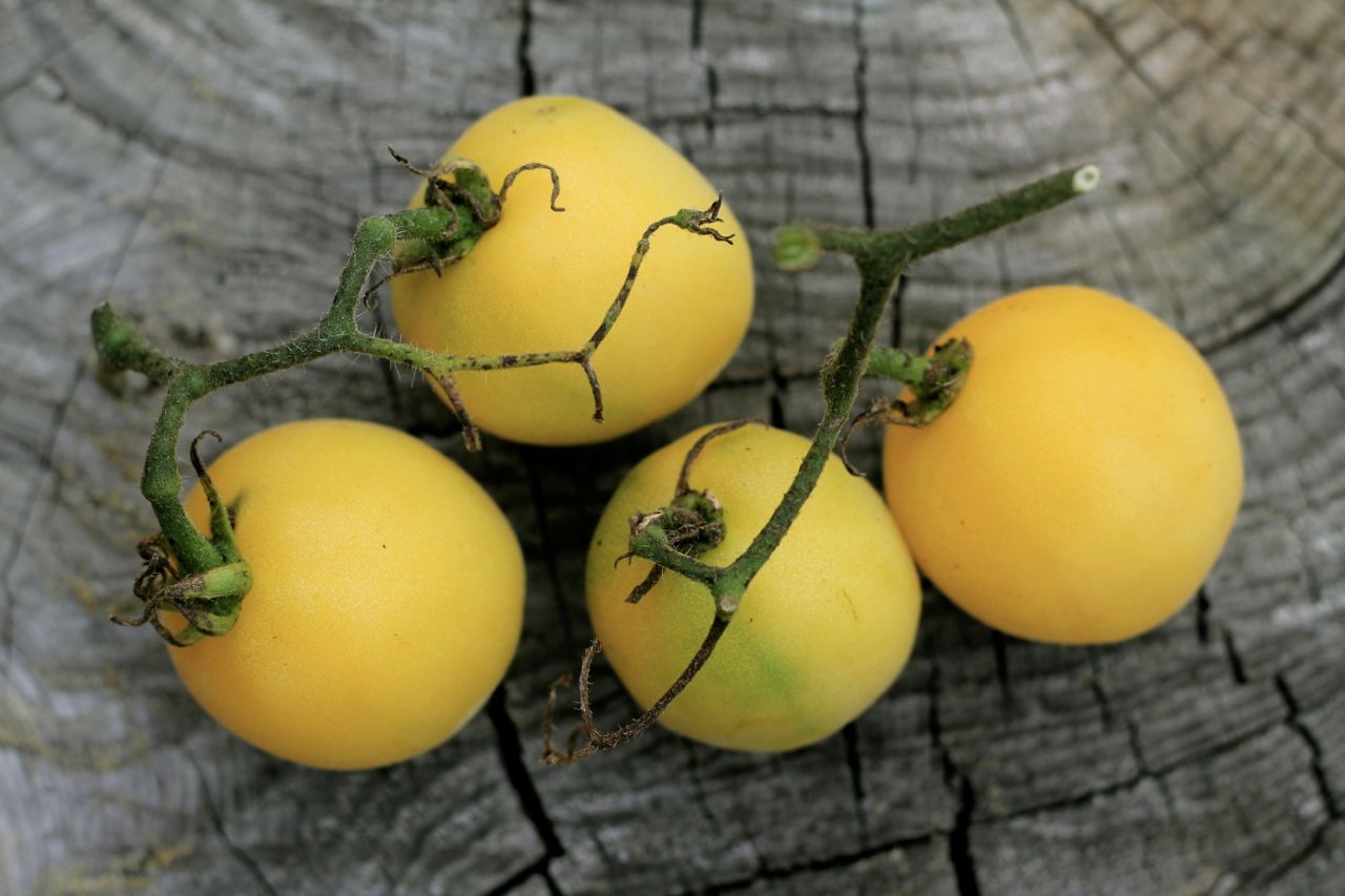 Heirloom tomatoes: new favorites this year, fall 2015 - vomitingchicken.com