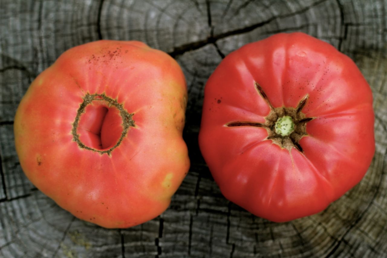 My 11 Very Favorite Heirloom Tomato Varieties (this year ...