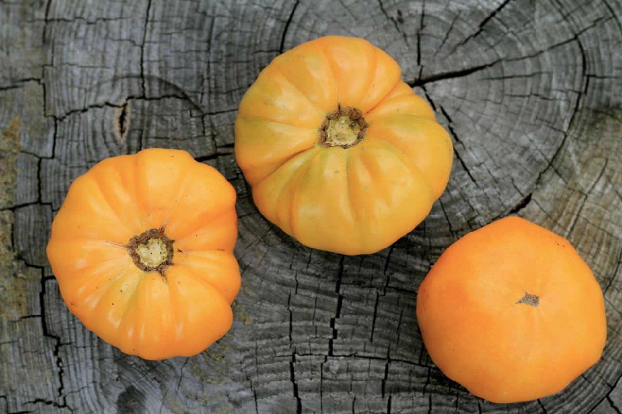 My 11 Very Favorite Heirloom Tomato Varieties (this year ...