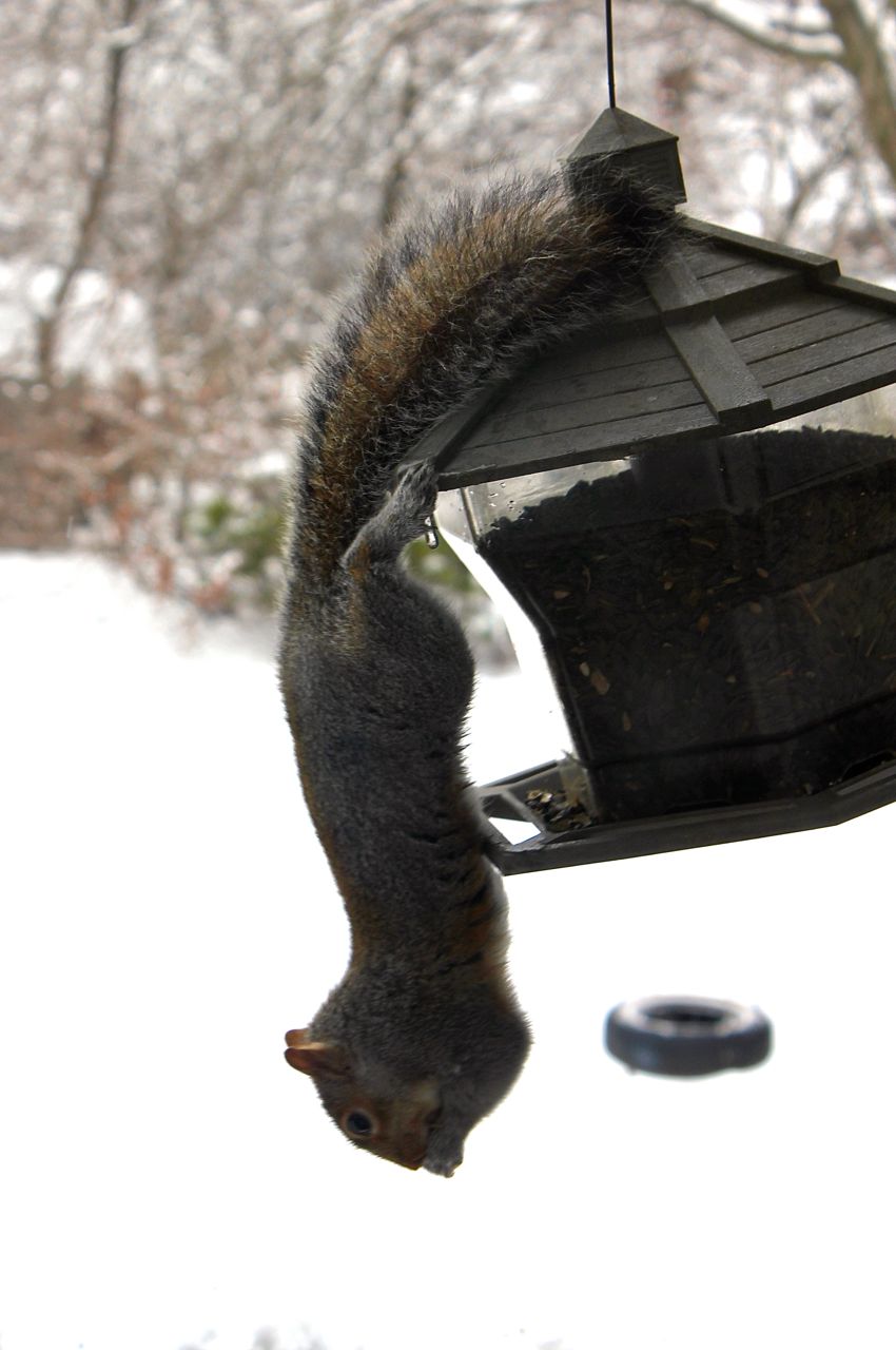 Home Again, Home Again . . . . Jiggity-Jig - vomitingchicken.com