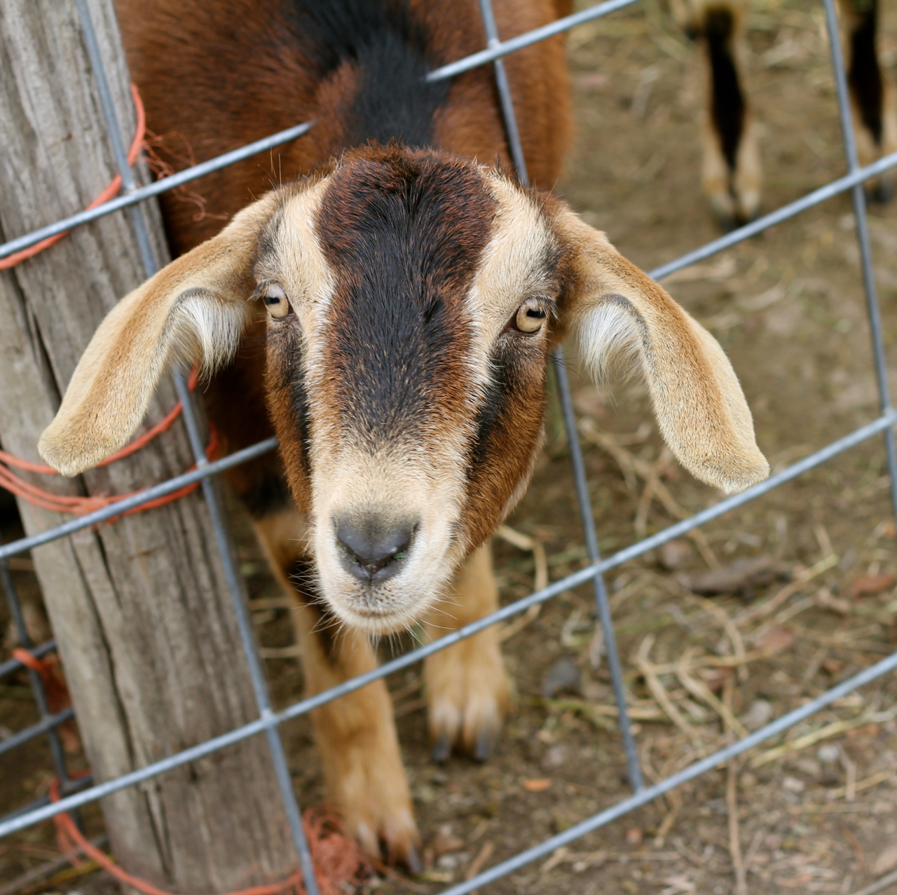 Lomah Acres: an interview & tour with the goat milk soap lady, & a ...