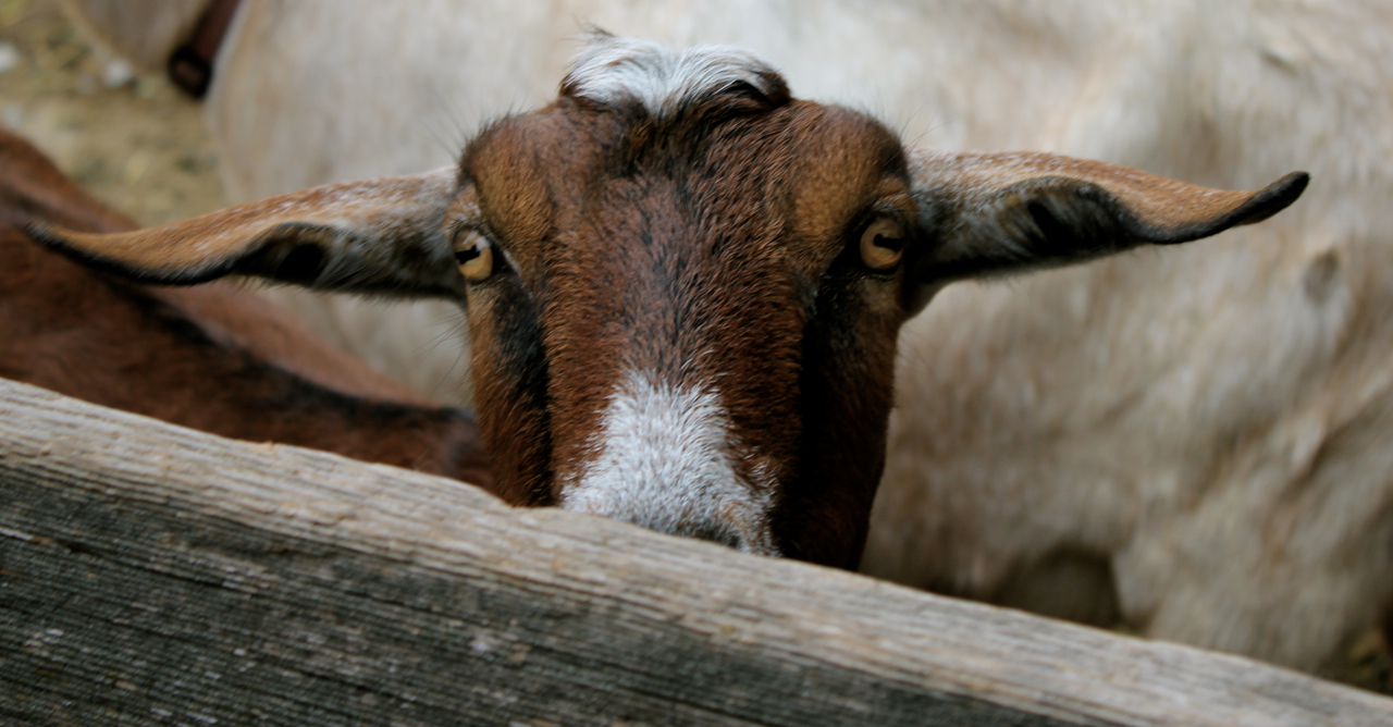 Lomah Acres: an interview & tour with the goat milk soap lady, & a ...