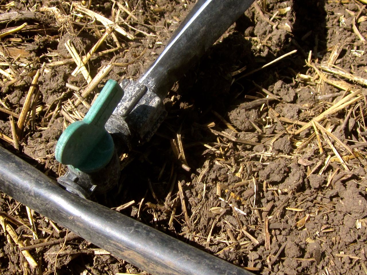 Raise the bar on your watering system with drip tape, and an amazing ...