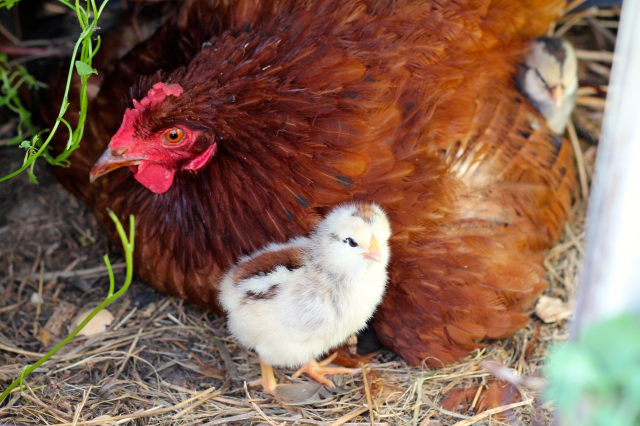 Well done, Helen. - vomitingchicken.com