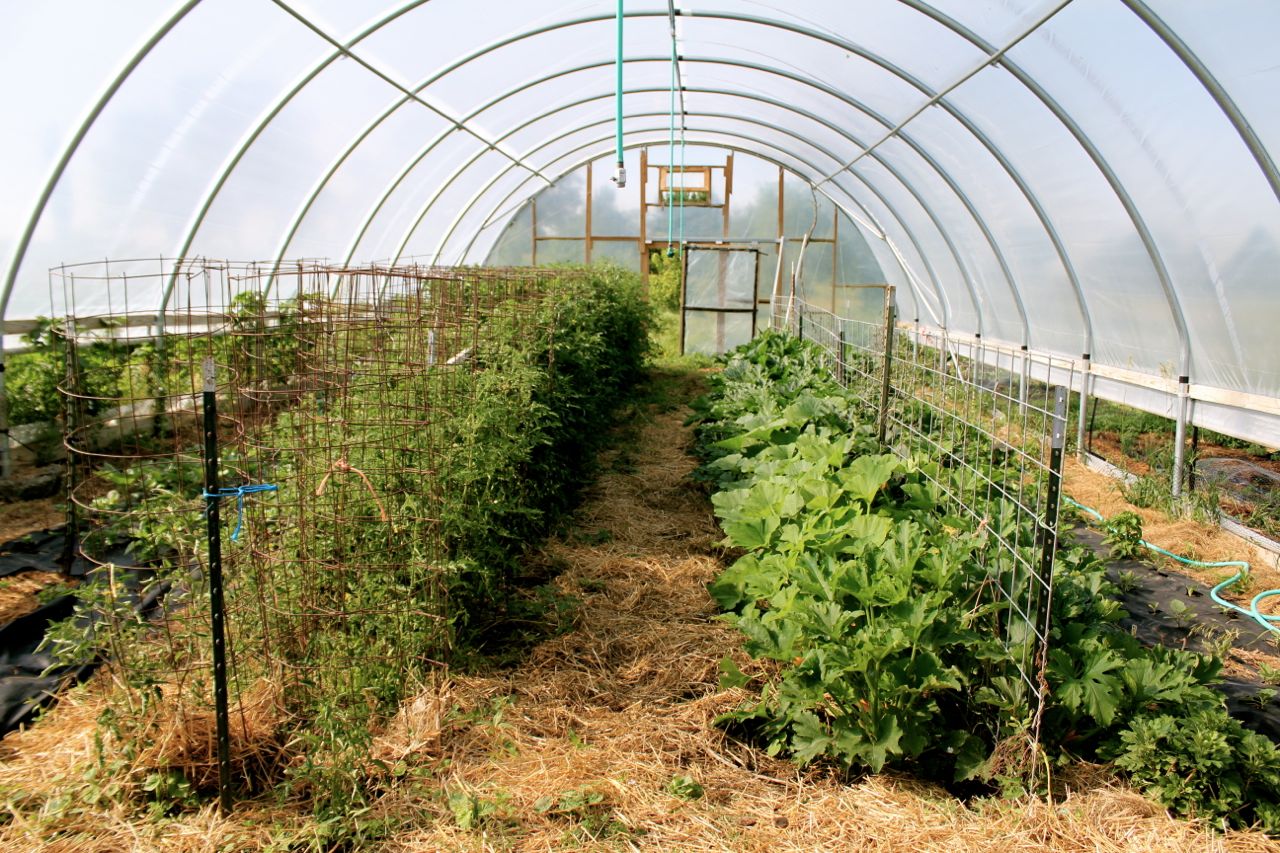 Inside My Hoop House: take a peek! - vomitingchicken.com