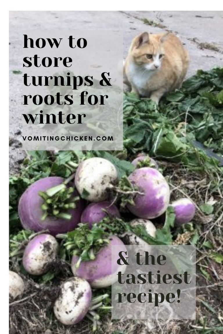 Best Way to Store Turnips & other Roots & THE Tastiest Roasted Roots ...