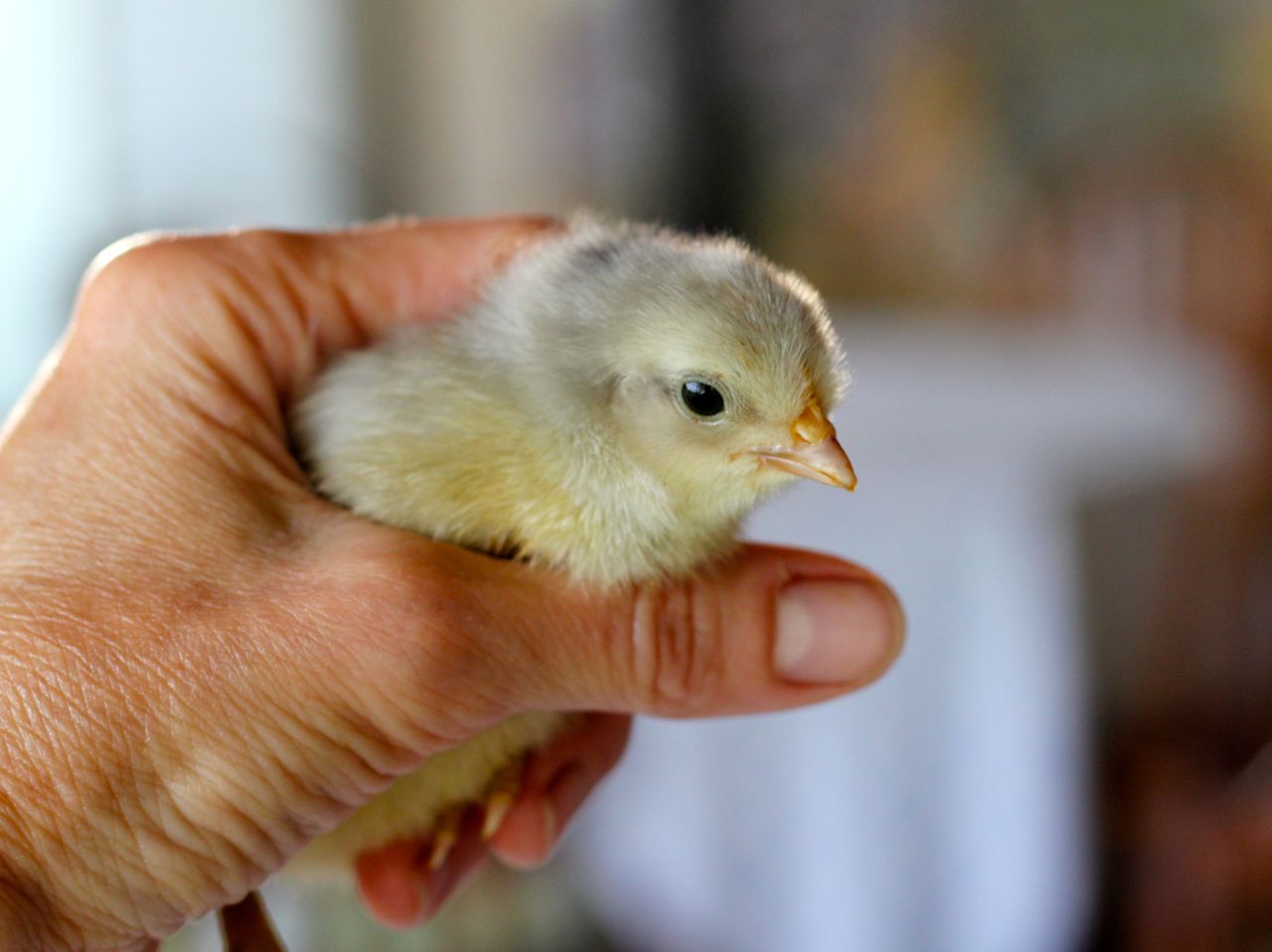 Icelandic chickens at our place, part 1: Chicks in the mail ...