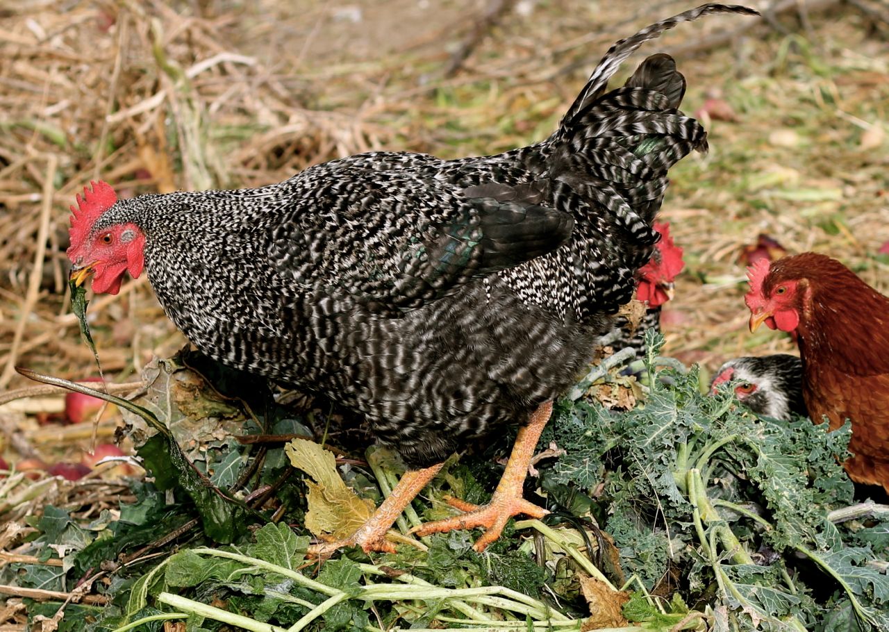 Better late than never: last kale harvest of the year - vomitingchicken.com