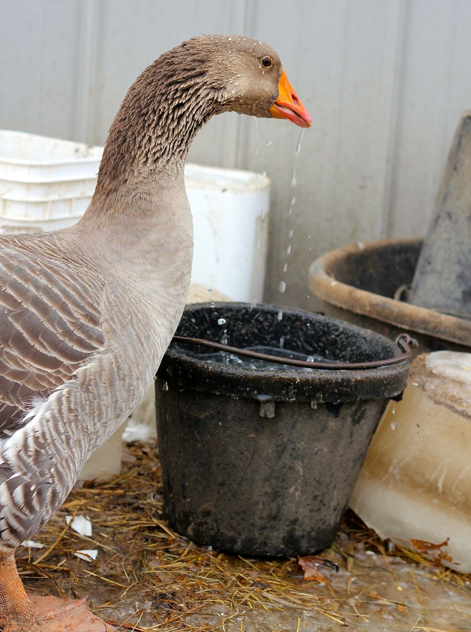 Don't Forget the Goose! - vomitingchicken.com