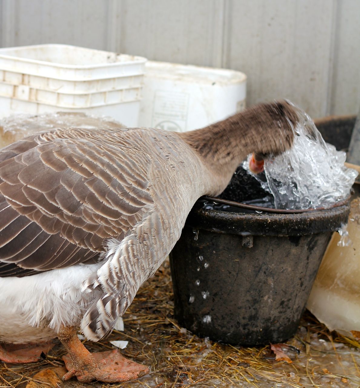 Don't Forget the Goose! - vomitingchicken.com