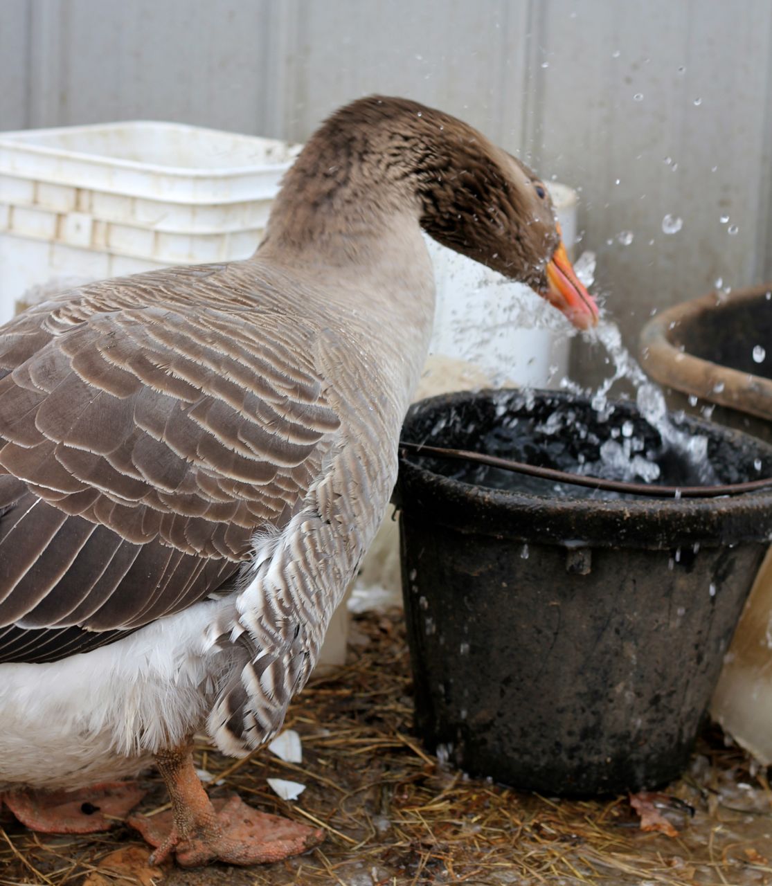 Don't Forget the Goose! - vomitingchicken.com