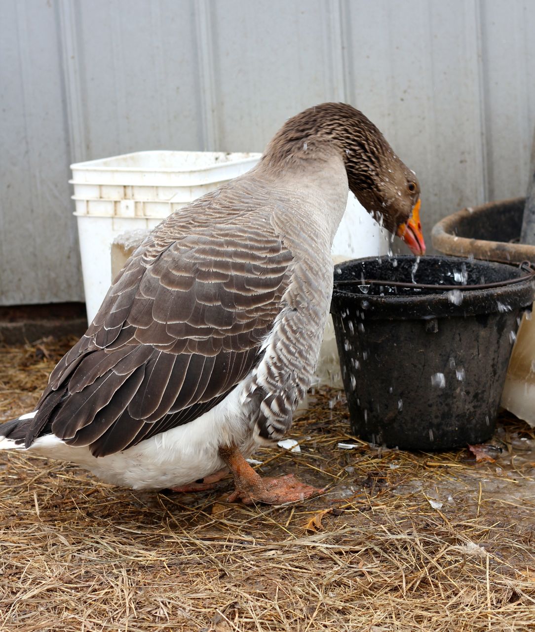 Don't Forget the Goose! - vomitingchicken.com