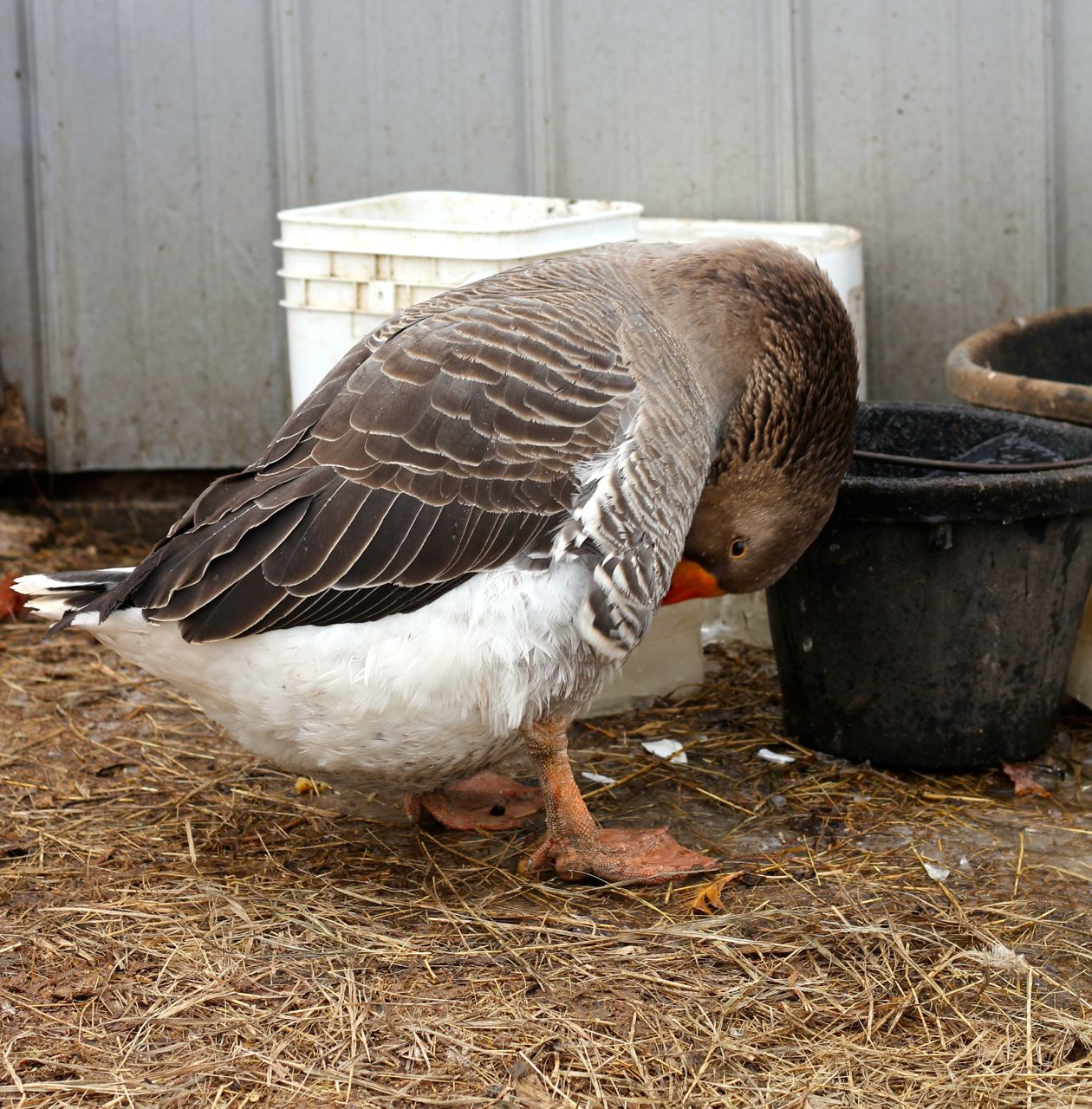 Don't Forget the Goose! - vomitingchicken.com