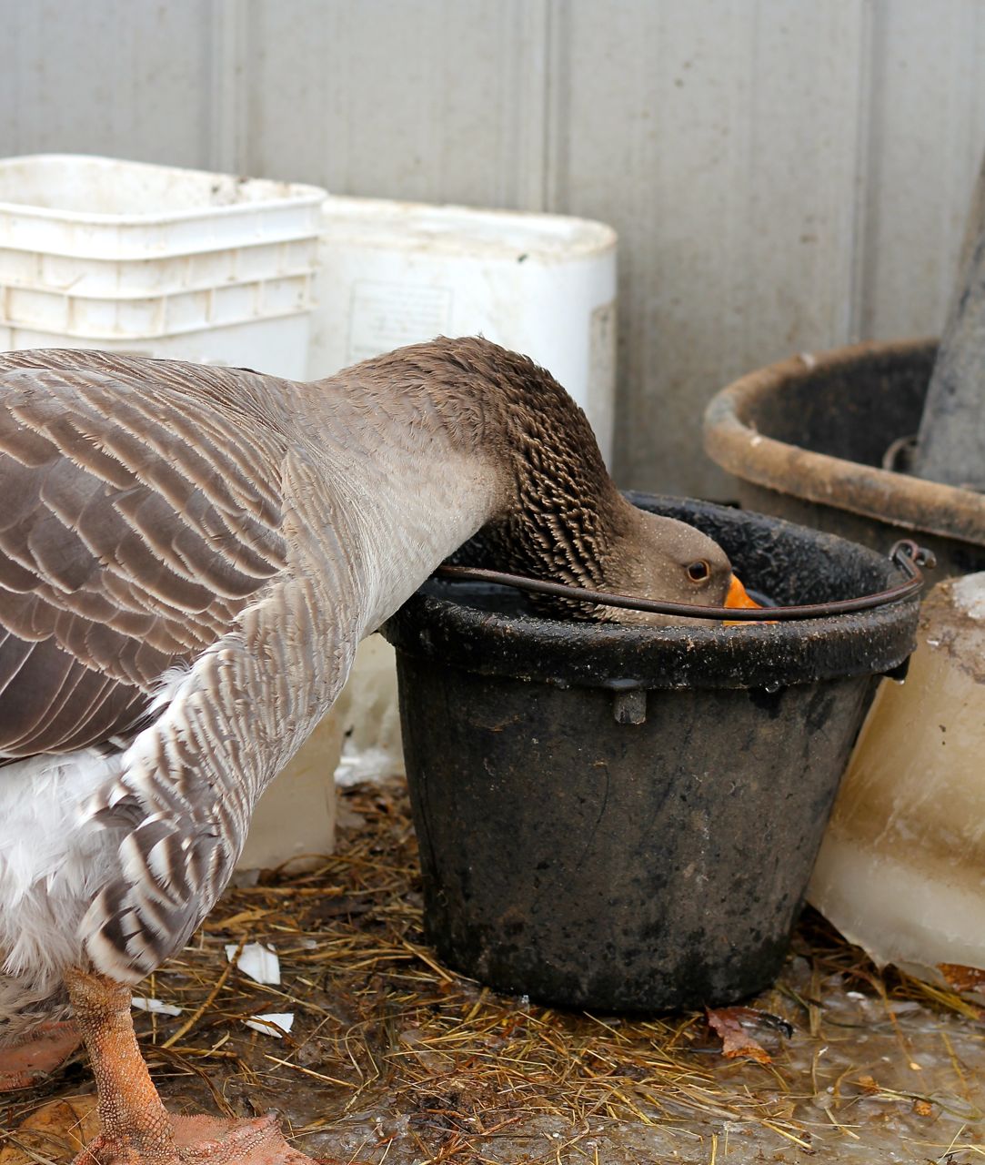 Don't Forget the Goose! - vomitingchicken.com