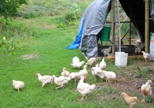 My New Chicken Tractor: brand new digs for the meat chooks ...