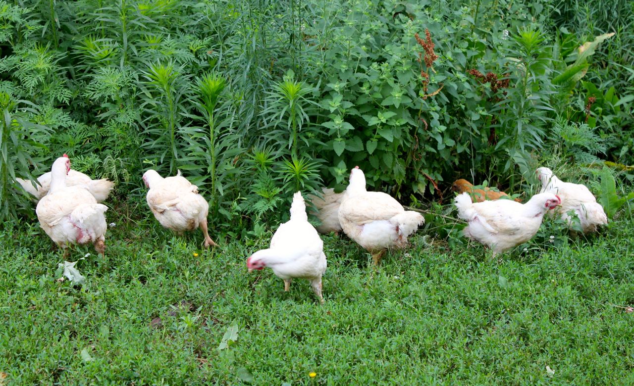 My New Chicken Tractor: brand new digs for the meat chooks ...