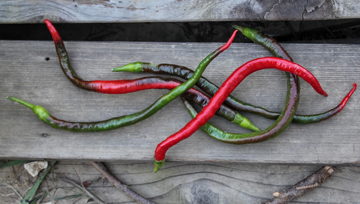 7 New Pepper Varieties from this year's garden that I love to the moon ...