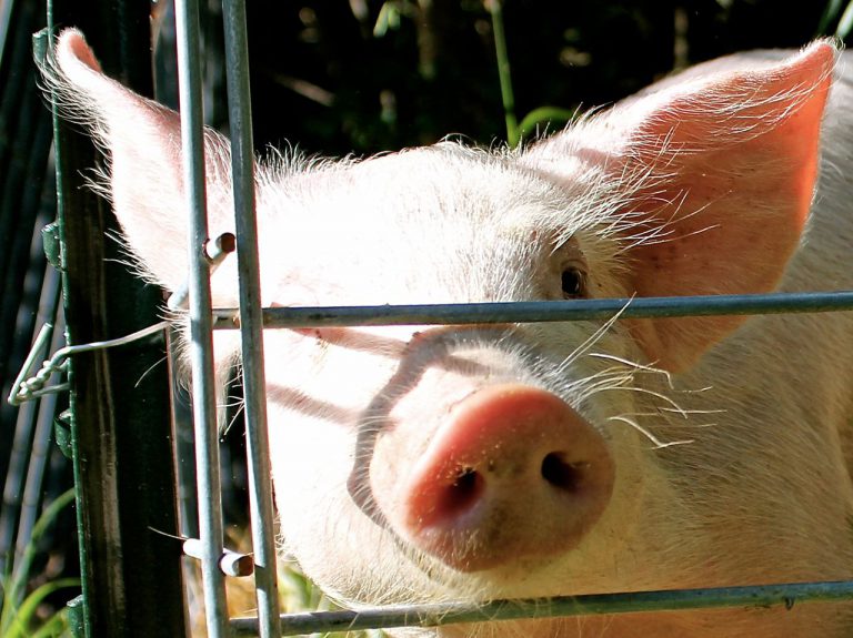 13 Things I Didn’t Know About Pigs - vomitingchicken.com