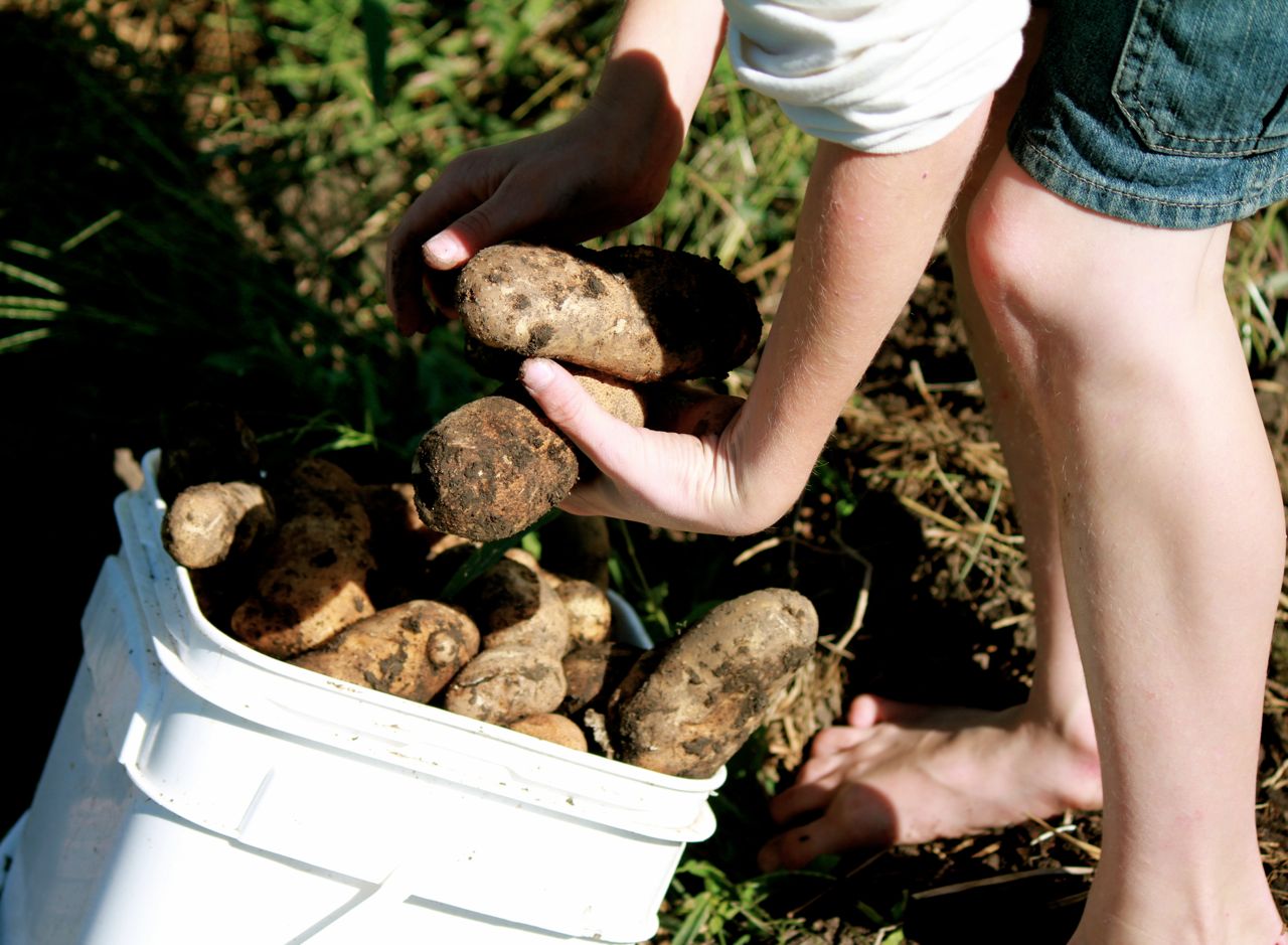 How to Store your Potato Crop so it Will Last the Longest ...